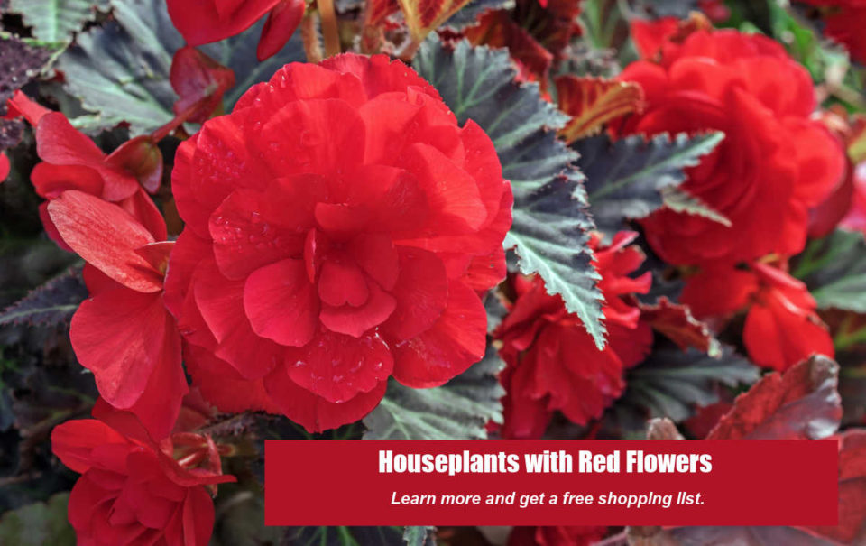 Indoor Plants with Red Flowers - 15 House Plants with Red Blooms