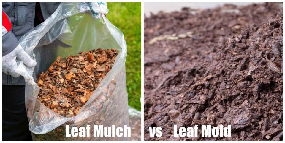 Tips for Mulching Leaves - How to Make Composted Leaf Mulch