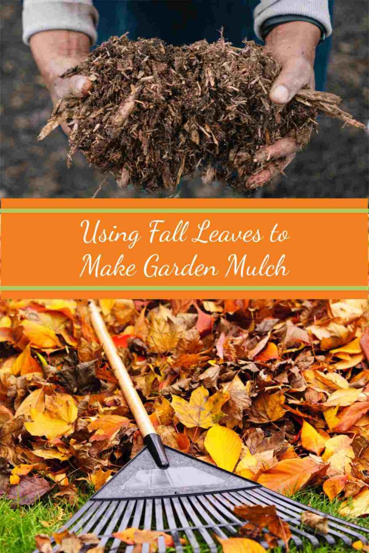 Tips for Mulching Leaves - How to Make Composted Leaf Mulch
