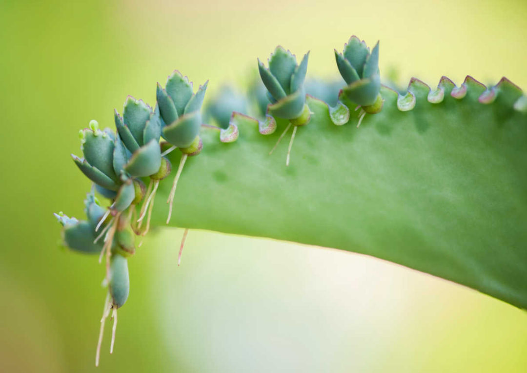 Succulent Babies - How to Propagate Offsets, Pups, & Side Shoots