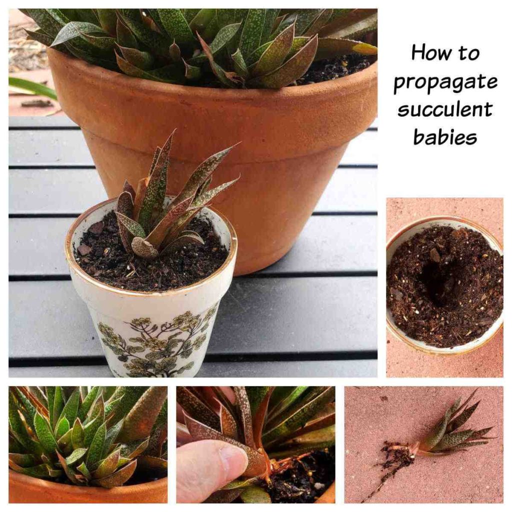 Succulent Babies - How to Propagate Offsets, Pups, & Side Shoots