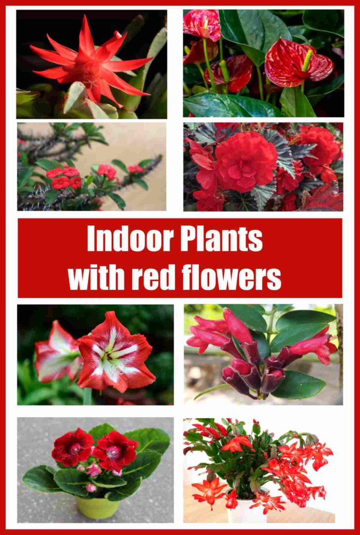 Indoor Plants with Red Flowers - 15 House Plants with Red Blooms