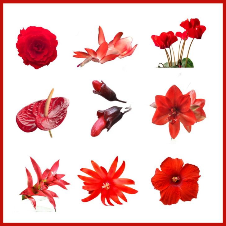 Indoor Plants with Red Flowers - 15 House Plants with Red Blooms