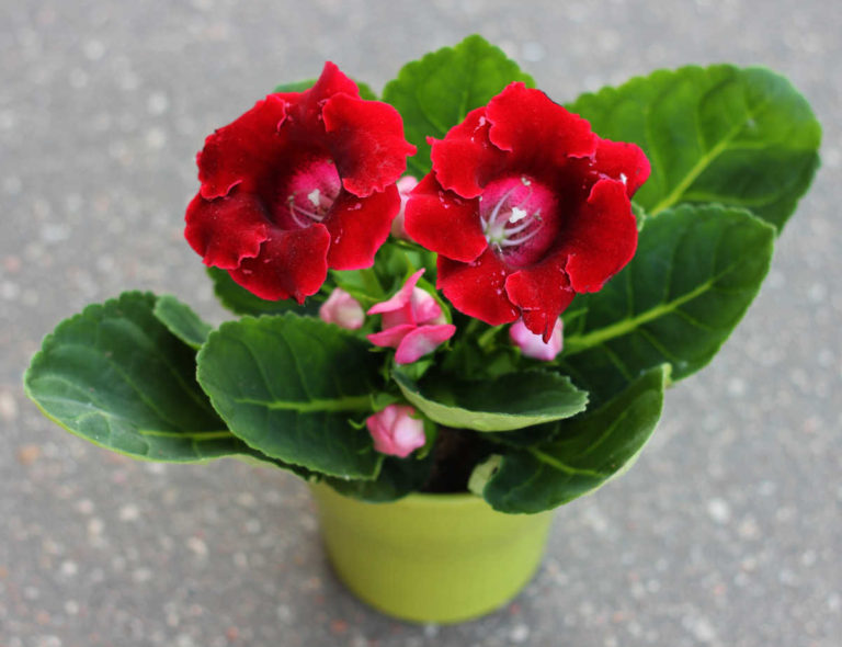 Indoor Plants with Red Flowers - 15 House Plants with Red Blooms