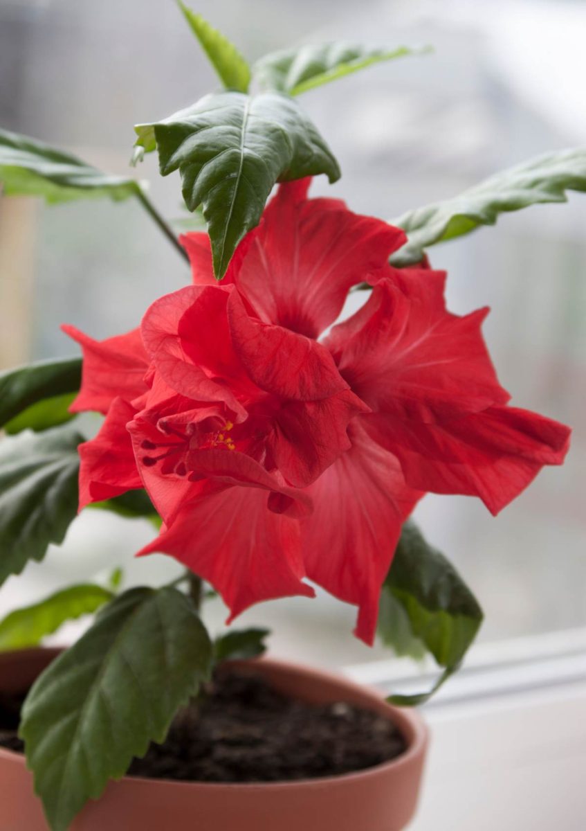 Indoor Plants with Red Flowers - 15 House Plants with Red Blooms