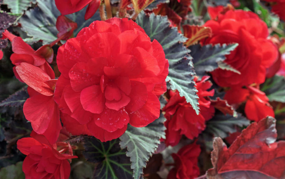 Indoor Plants with Red Flowers - 15 House Plants with Red Blooms