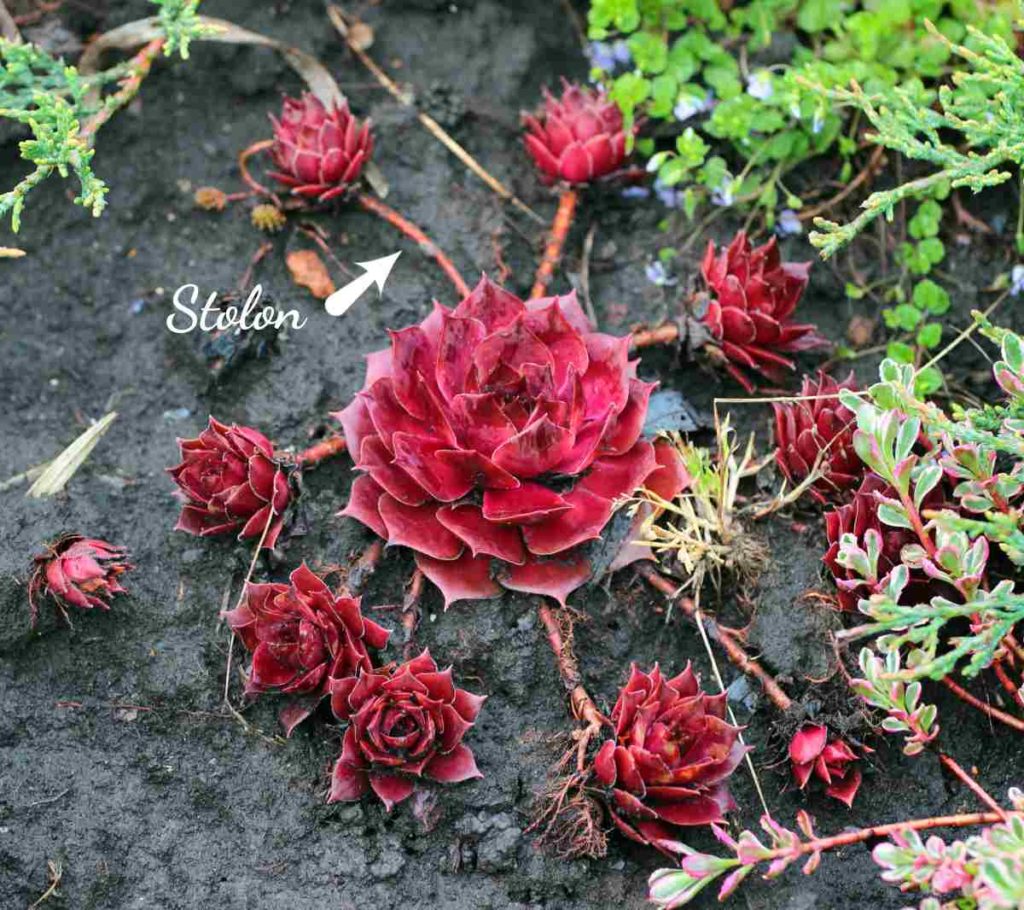 Succulent Babies - How to Propagate Offsets, Pups, & Side Shoots