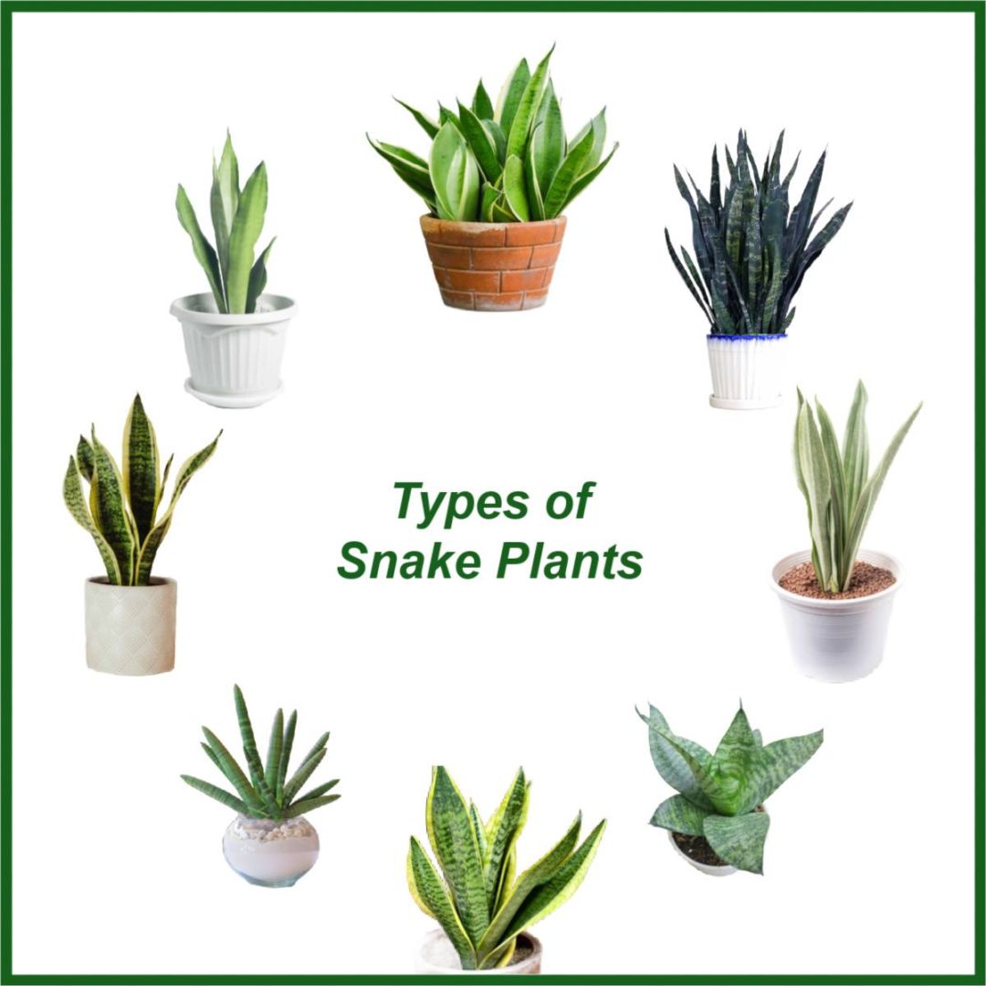 Snake Plant Care - Growing Dracaena Trifasciata (Sansevieria)