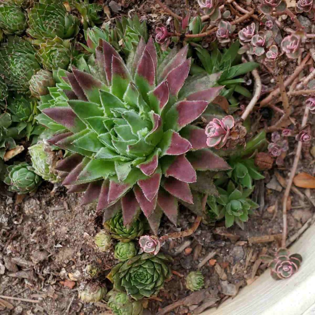 Succulent Babies - How to Propagate Offsets, Pups, & Side Shoots
