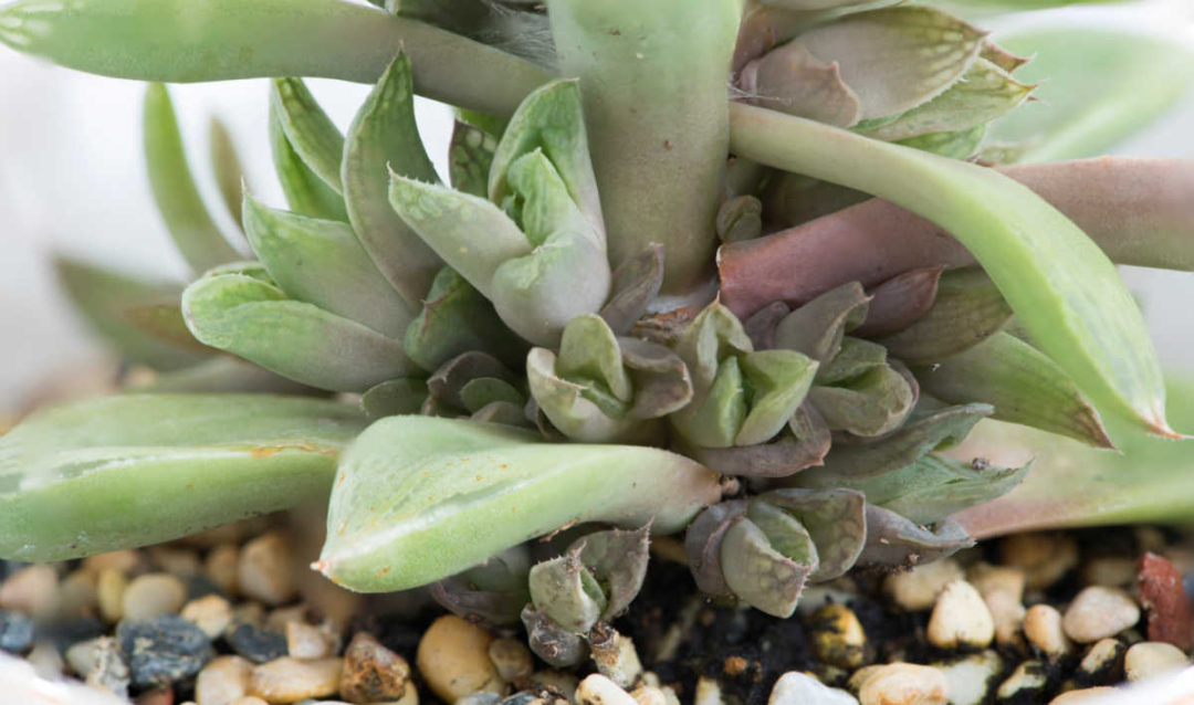 Succulent Babies - How to Propagate Offsets, Pups, & Side Shoots