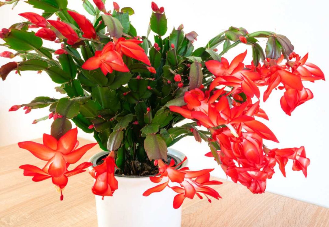 Indoor Plants with Red Flowers - 15 House Plants with Red Blooms