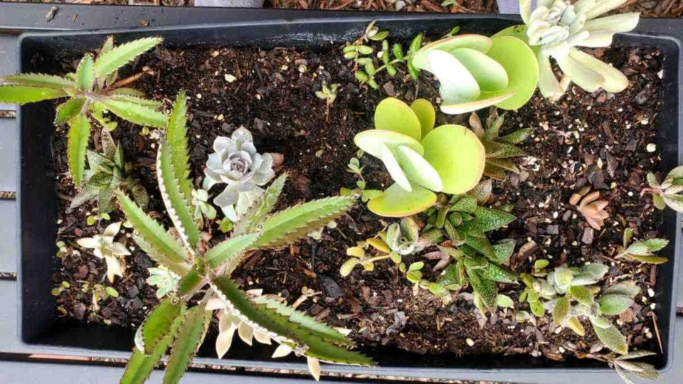 Succulent Babies - How to Propagate Offsets, Pups, & Side Shoots
