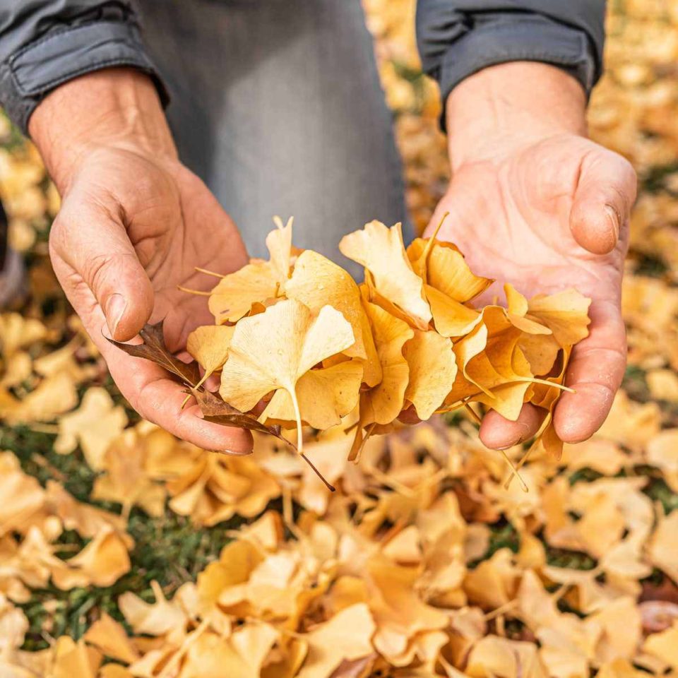Tips for Mulching Leaves - How to Make Composted Leaf Mulch