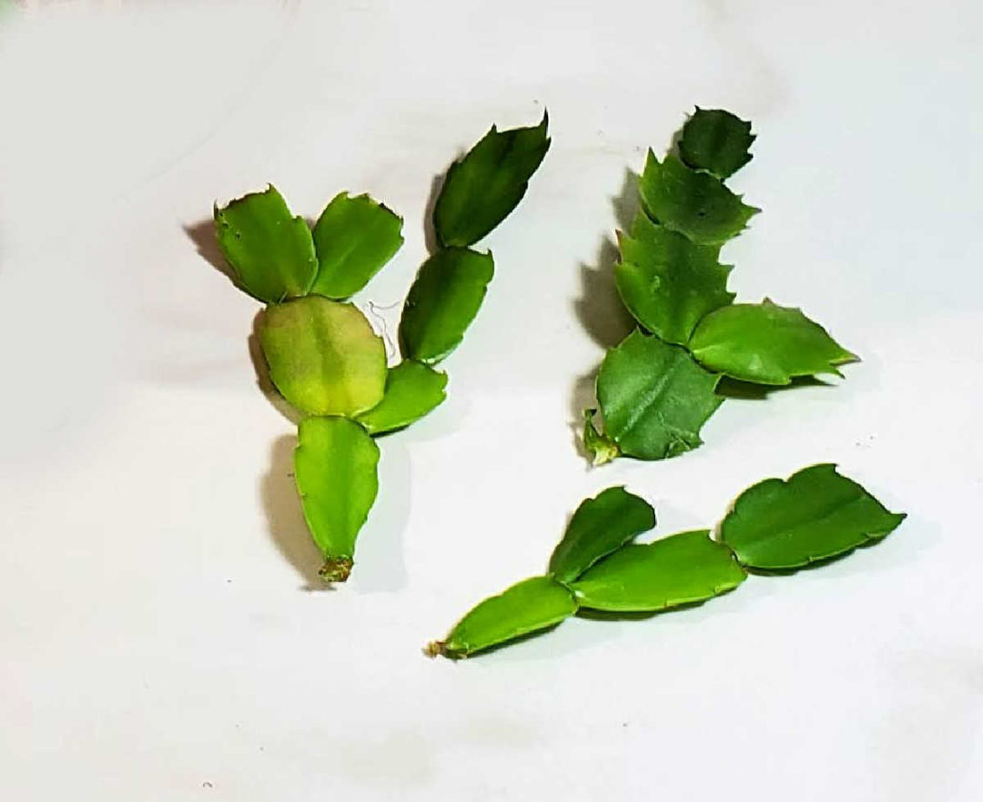Thanksgiving Cactus Propagation - Multiply Your Plant Three Ways