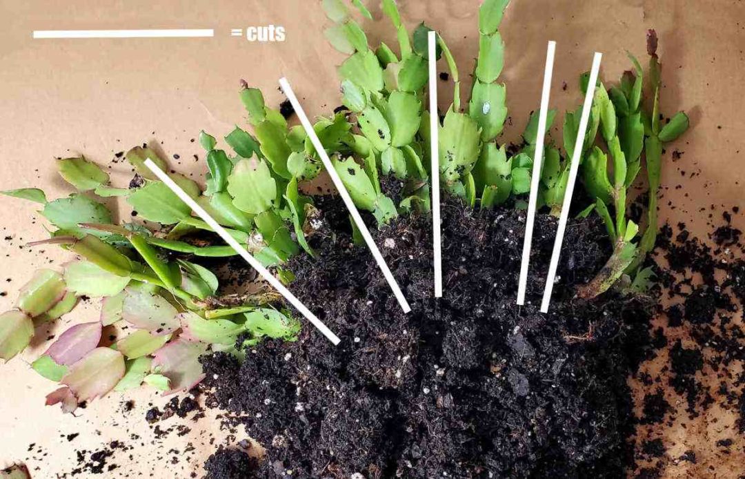 Propagate Thanksgiving Cactus | Schlumbergera Truncata Guide