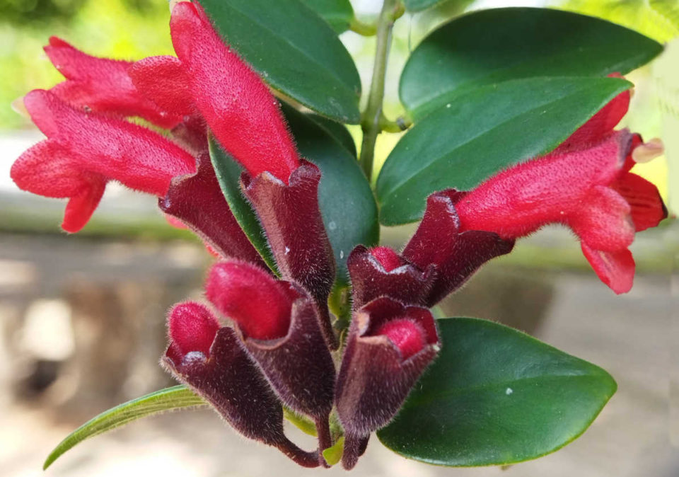 Lipstick Plant Care - How to Grow Aeschynanthus Radicans