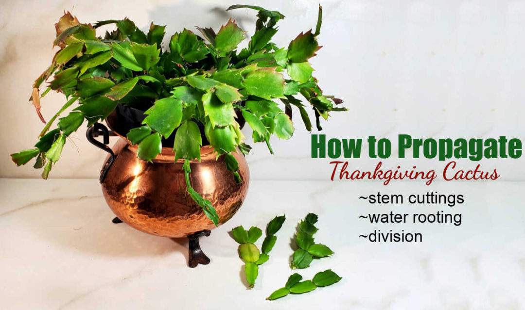 Propagate Thanksgiving Cactus | Schlumbergera Truncata Guide