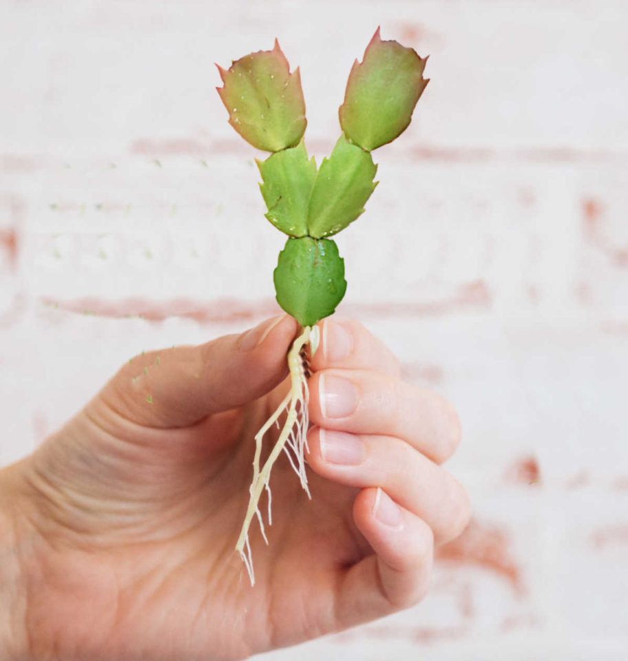 Thanksgiving Cactus Propagation - Multiply Your Plant Three Ways
