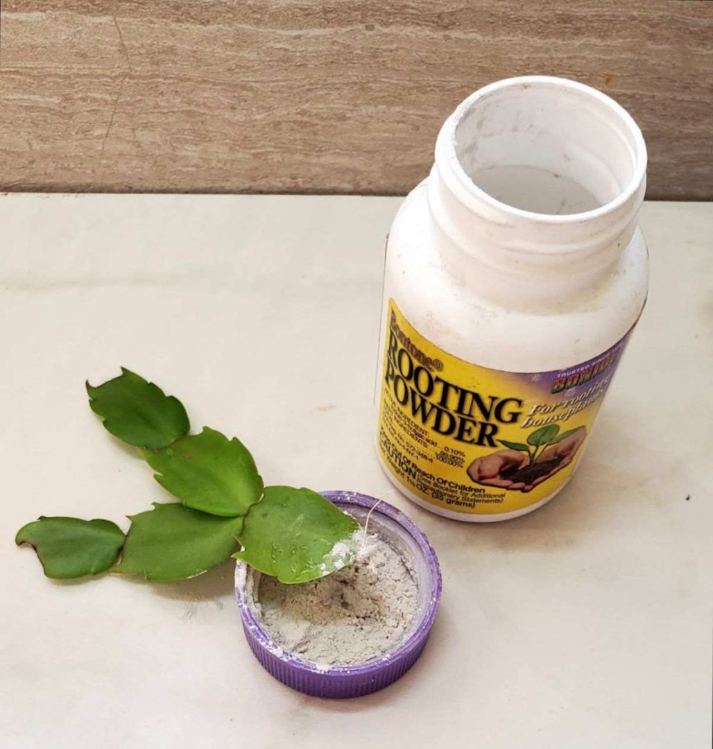 Thanksgiving Cactus Propagation - Multiply Your Plant Three Ways