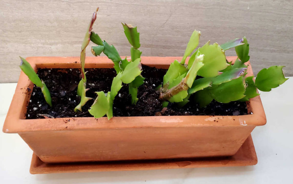 Propagate Thanksgiving Cactus | Schlumbergera Truncata Guide