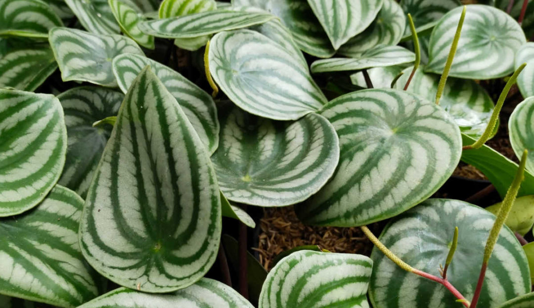 Watermelon Peperomia Care - How to Grow Peperomia Argyreia