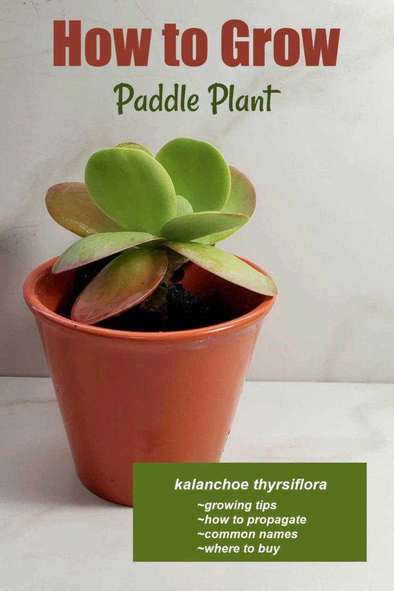 Flapjack Succulent Plant - AKA Paddle Plant, Kalanchoe Thyrsiflora