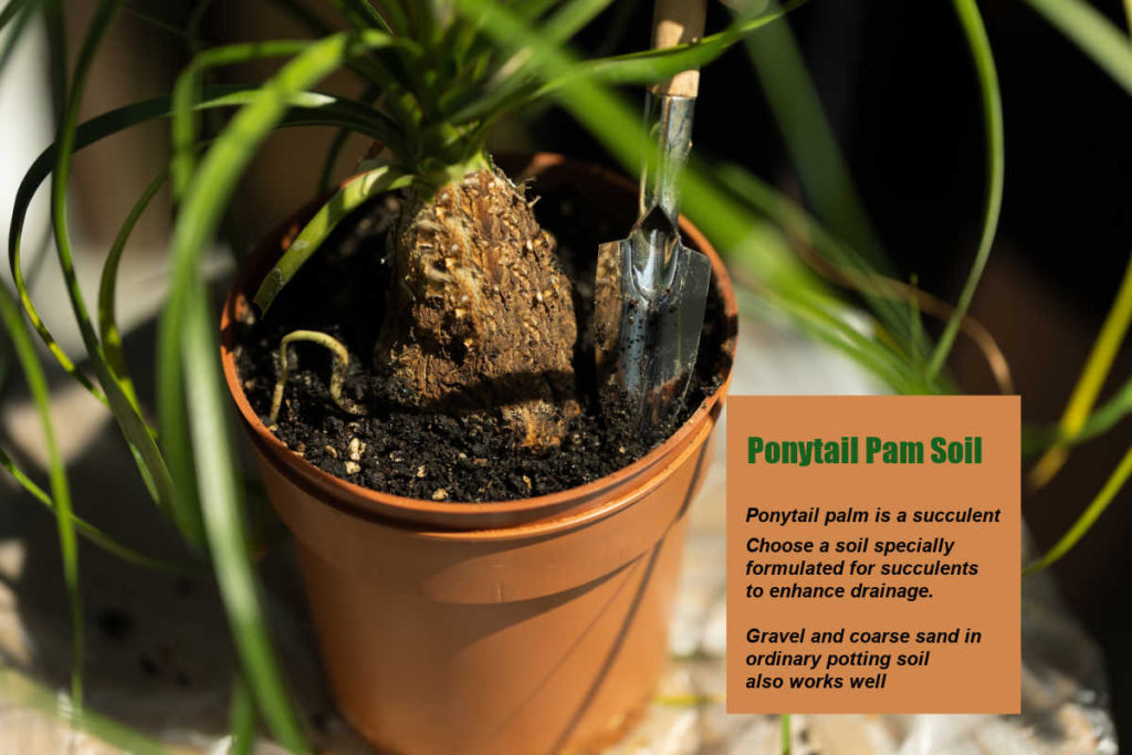 Ponytail Palm care - How to Grow Beaucarnea Recurvata