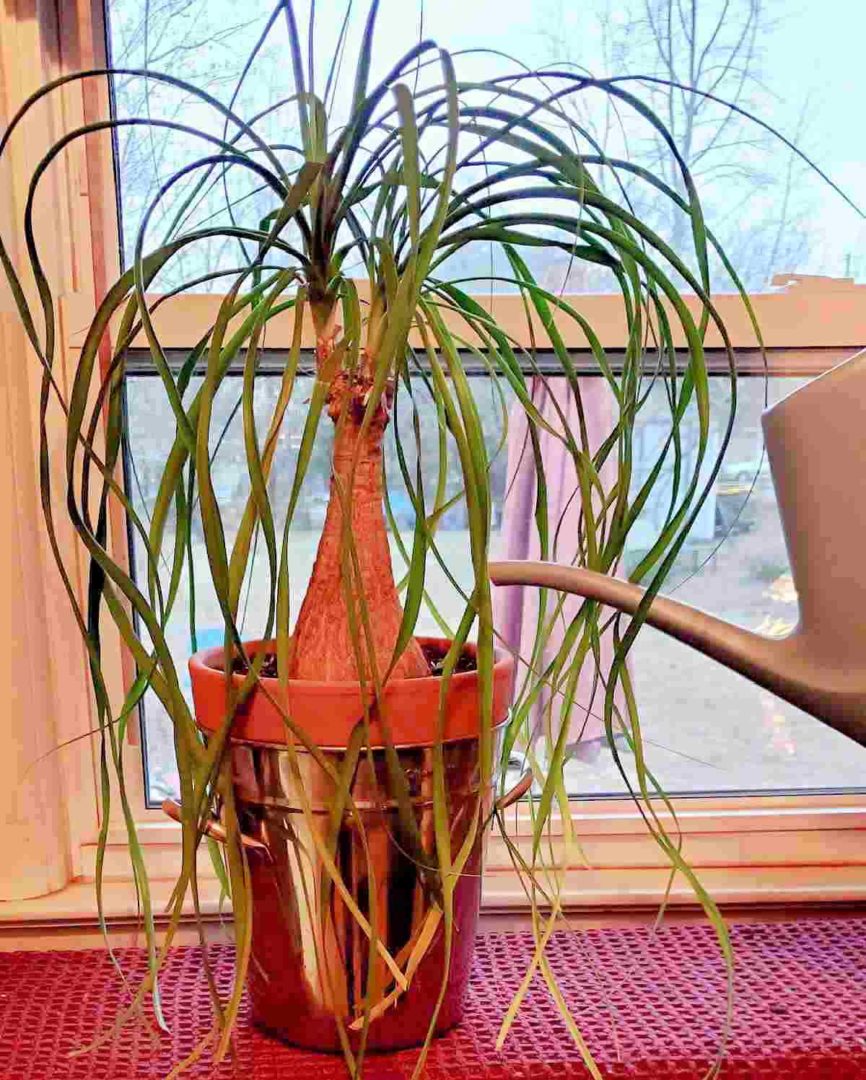 Ponytail Palm care - How to Grow Beaucarnea Recurvata