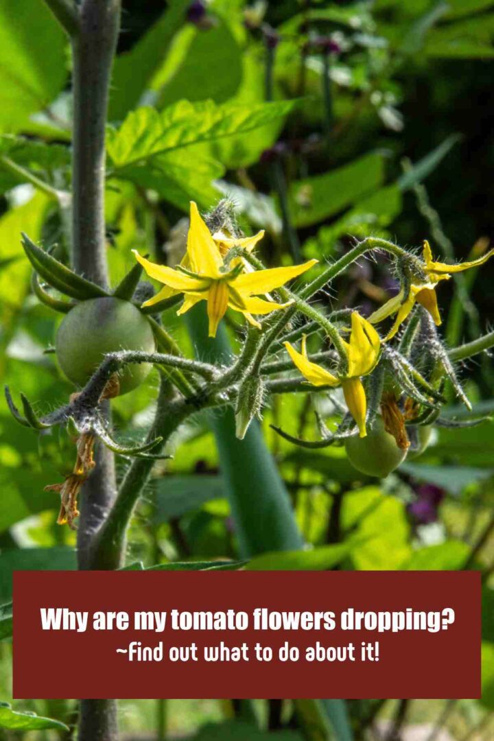 Tomato Blossom Drop - Why Does My Tomato Plant Drop Flowers?