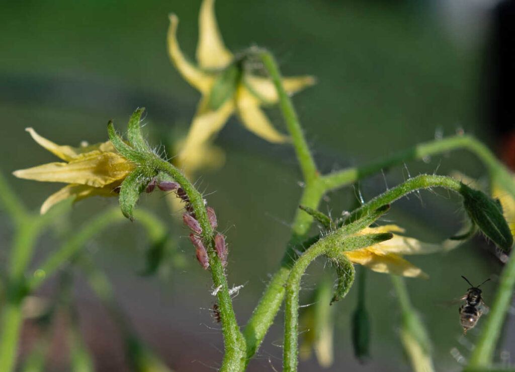 Flowers Dropping Off Tomato Plants
