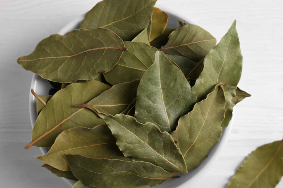 How to Dry Bay Leaves - Tips for Preserving Bay Laurel Leaves