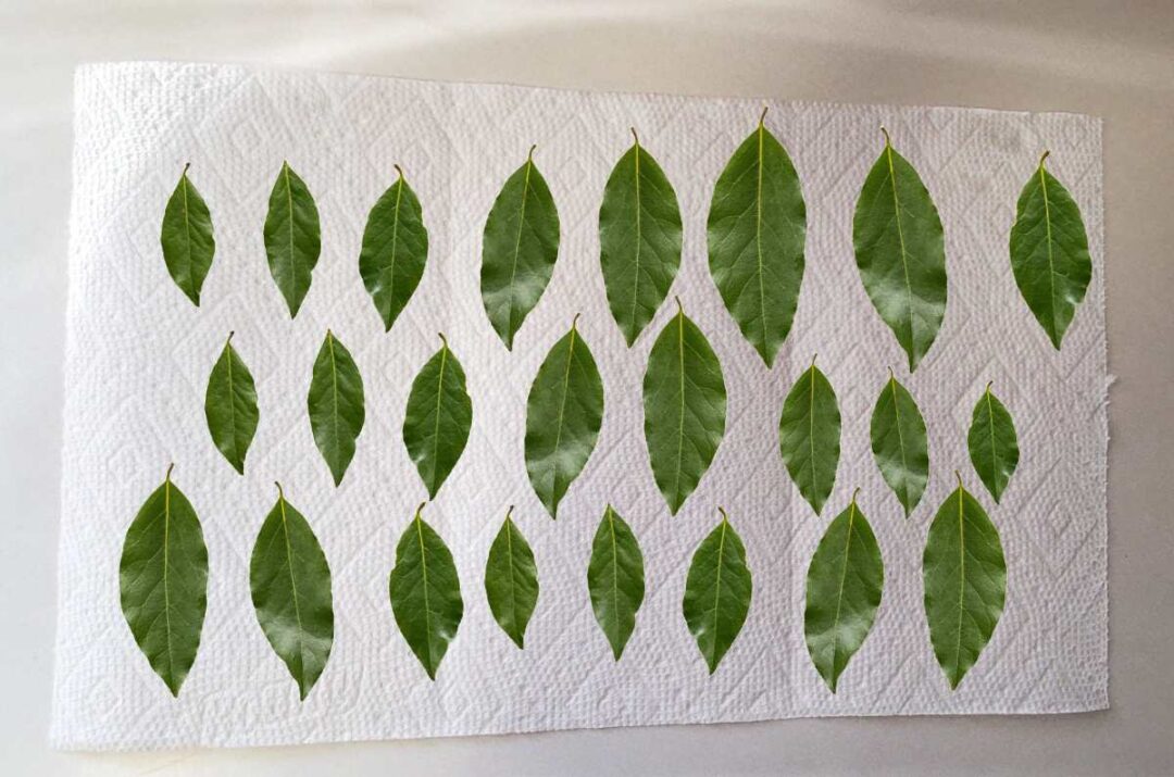How to Dry Bay Leaves - Tips for Preserving Bay Laurel Leaves