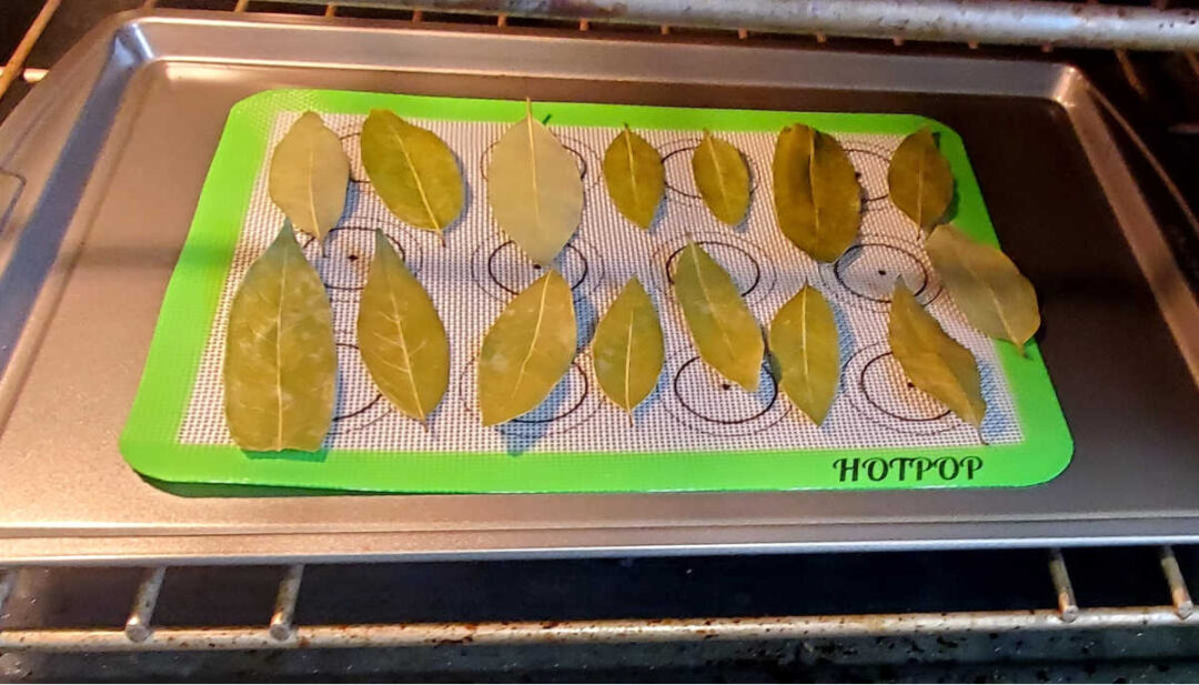 How to Dry Bay Leaves - Tips for Preserving Bay Laurel Leaves