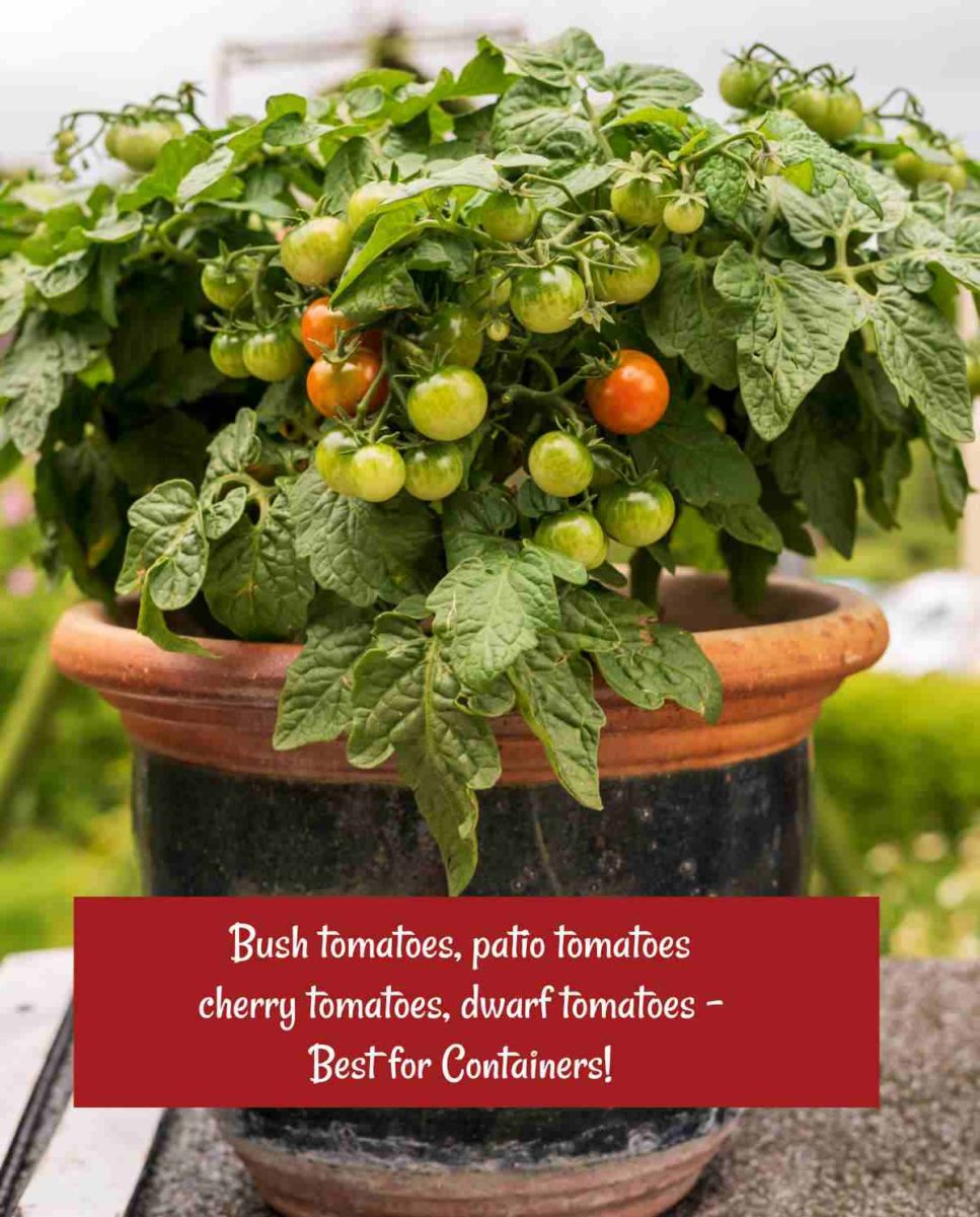 Growing tomatoes in pots - Tips for Tomato Container Gardening
