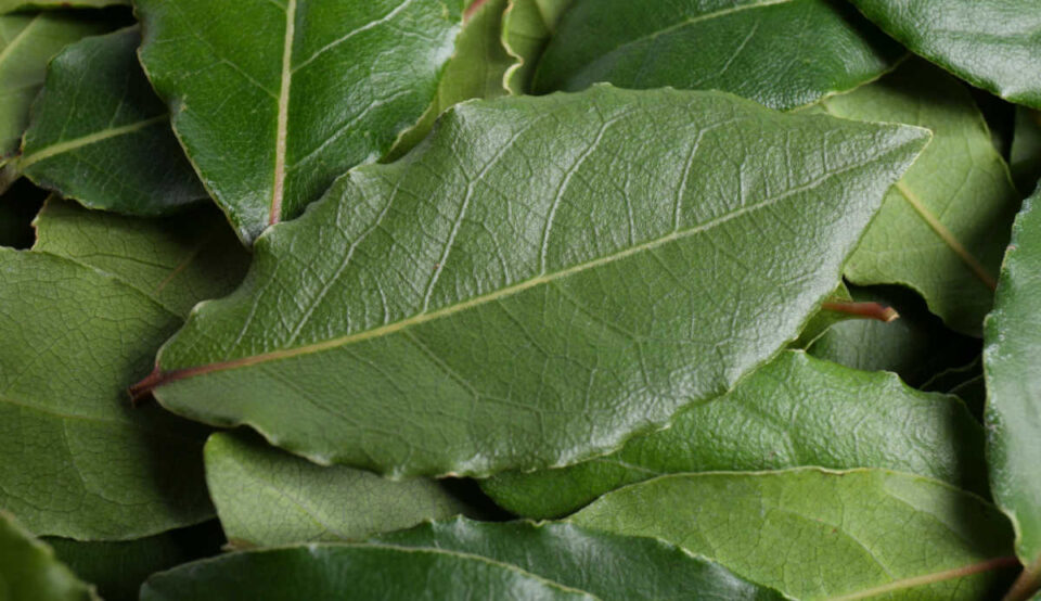 How to Dry Bay Leaves - Tips for Preserving Bay Laurel Leaves