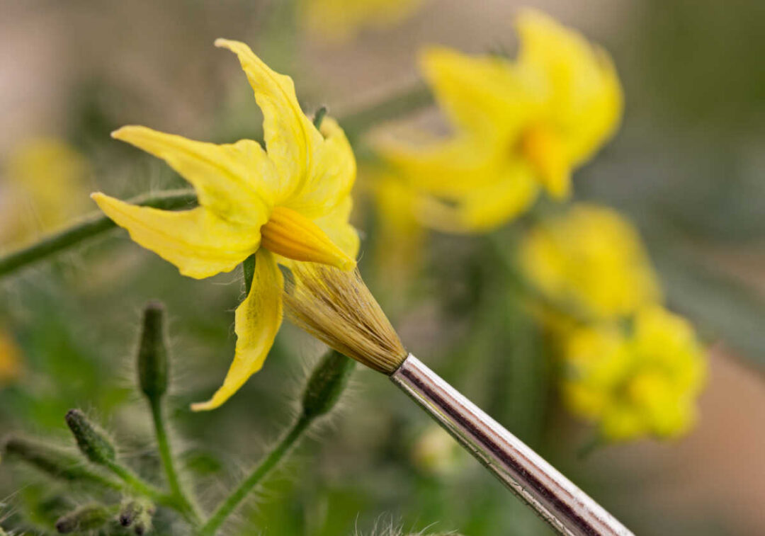 Tomato Blossom Drop - Why Does My Tomato Plant Drop Flowers?
