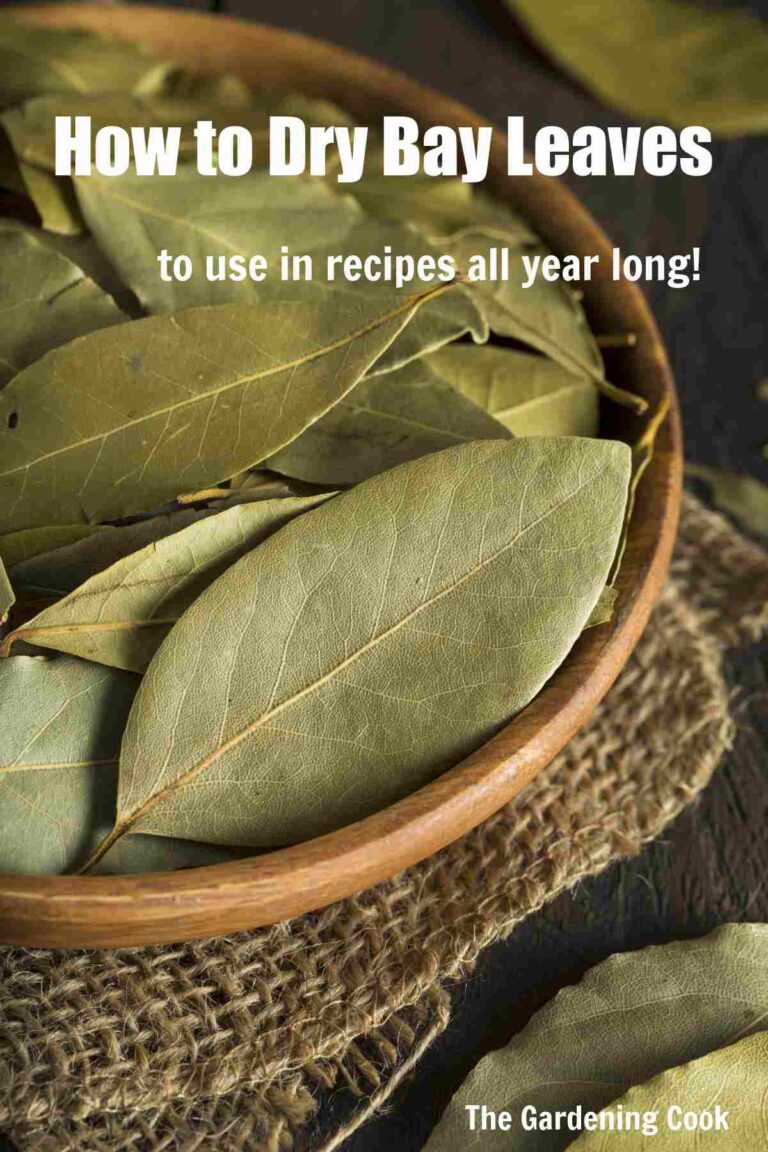 How to Dry Bay Leaves - Tips for Preserving Bay Laurel Leaves