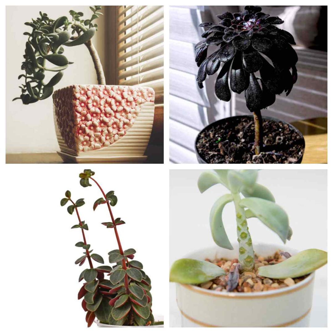 Leggy succulents- Etiolation - How to Fix a Stretched Succulent