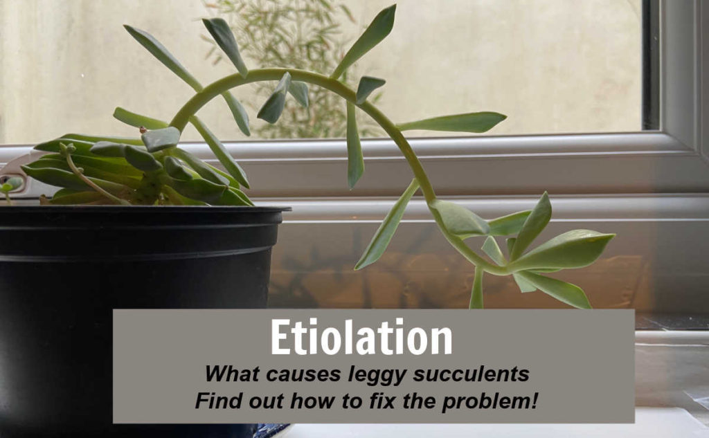 Leggy succulents- Etiolation - How to Fix a Stretched Succulent
