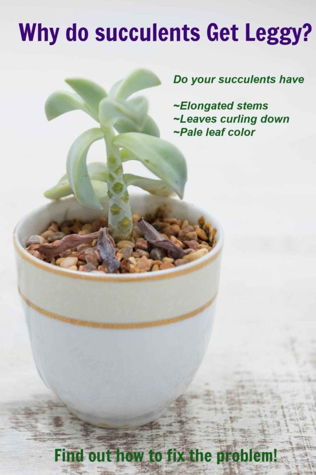 Leggy succulents- Etiolation - How to Fix a Stretched Succulent