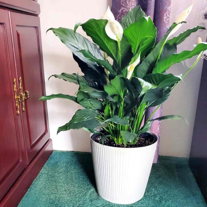 Peace Lily Care Indoors - How to Grow Peace Lily (Spathiphyllum)