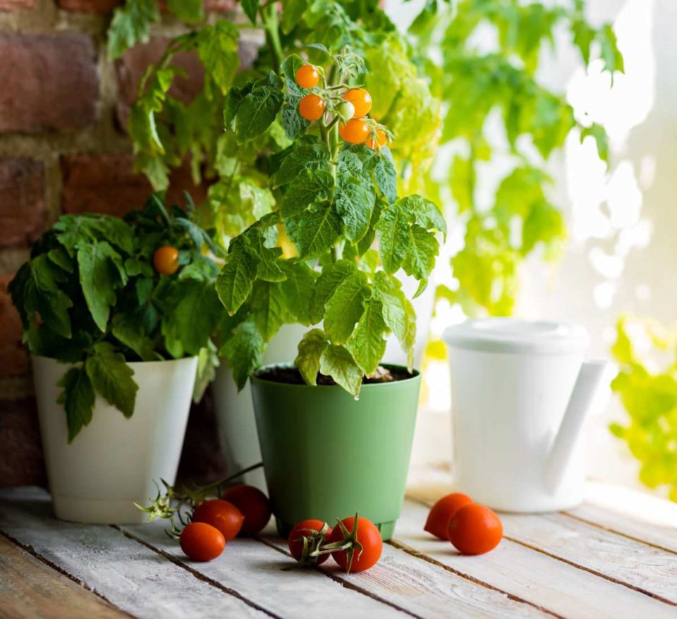 Growing tomatoes in pots - Tips for Tomato Container Gardening