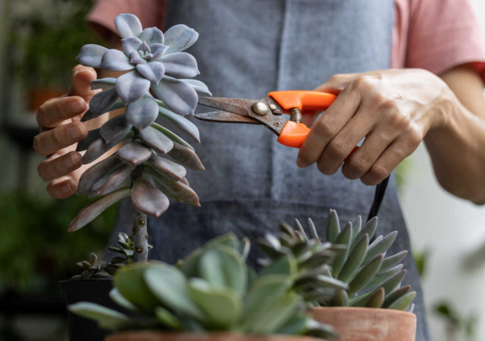 Leggy succulents- Etiolation - How to Fix a Stretched Succulent