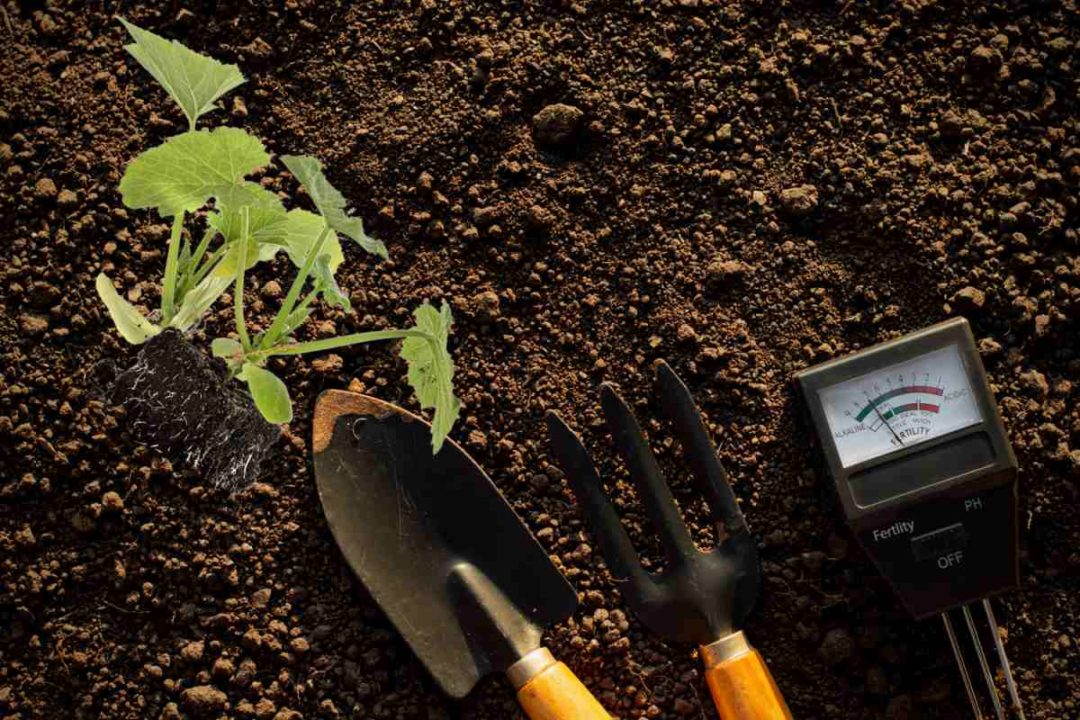Growing Zucchini - Tips for How to Grow Summer Squash