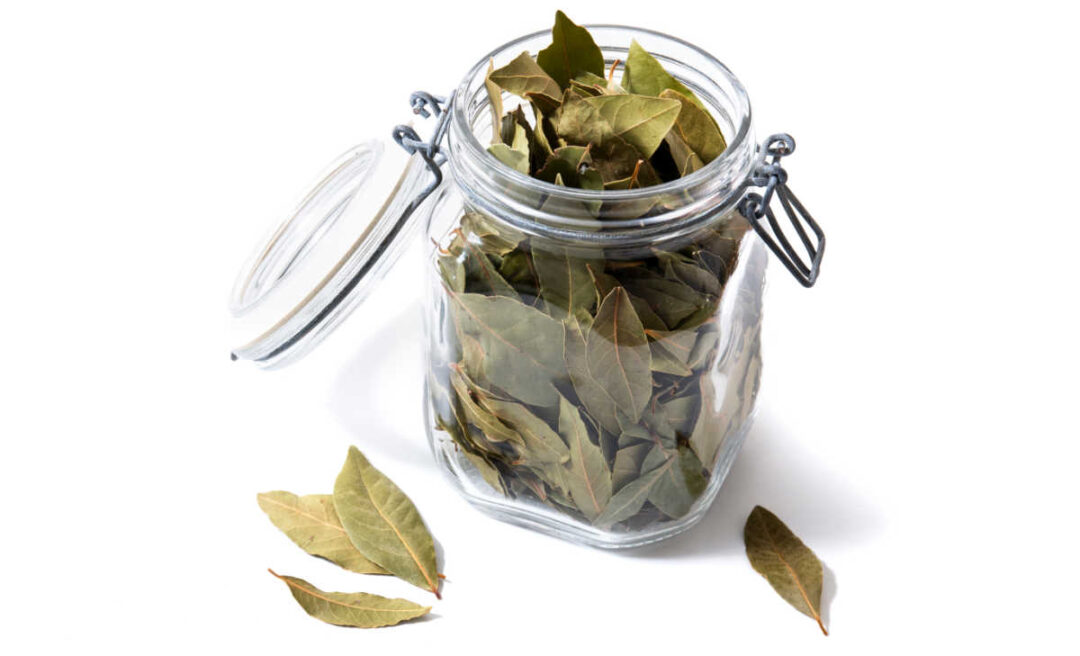How to Dry Bay Leaves - Tips for Preserving Bay Laurel Leaves