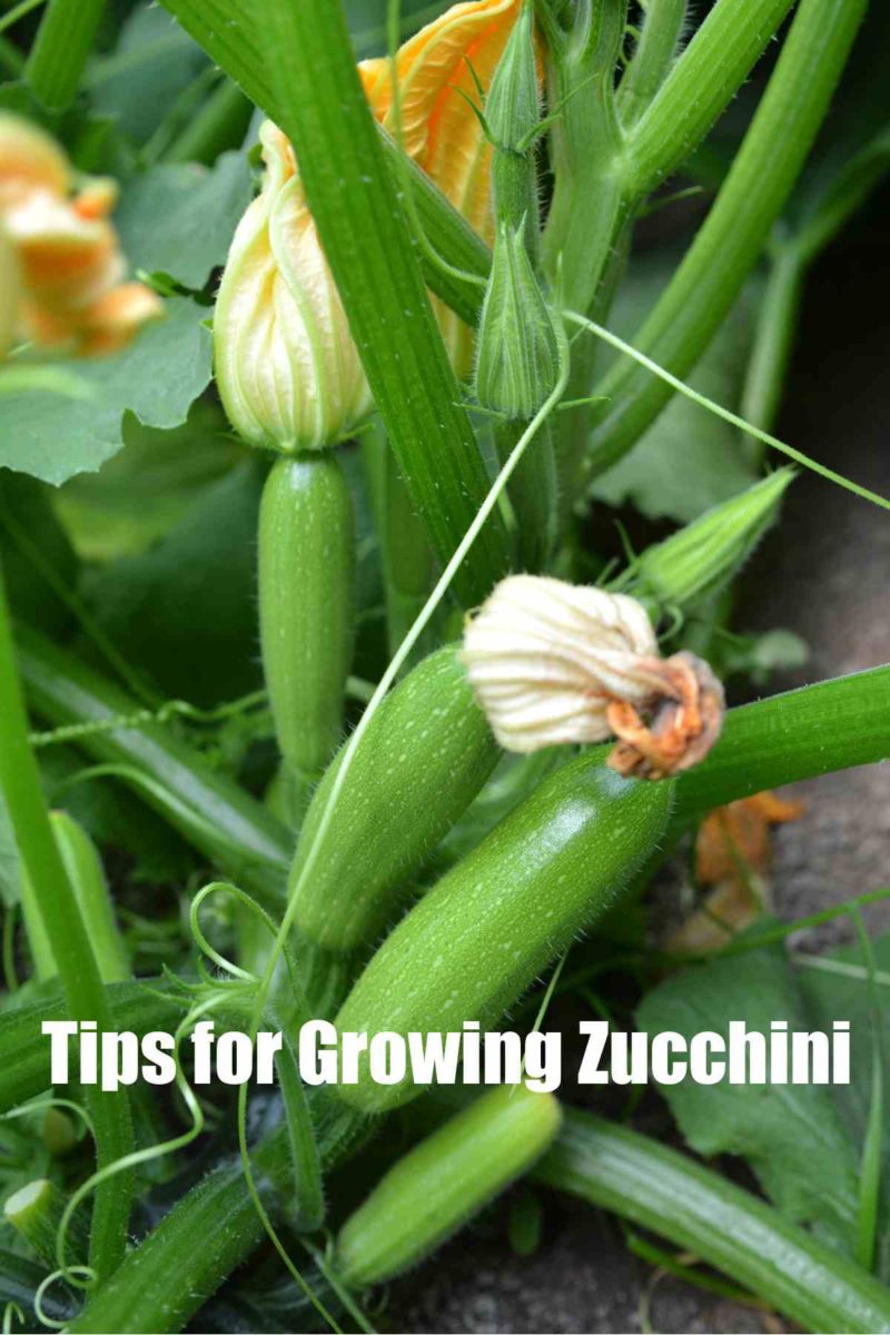 Growing Zucchini - Tips for How to Grow Summer Squash