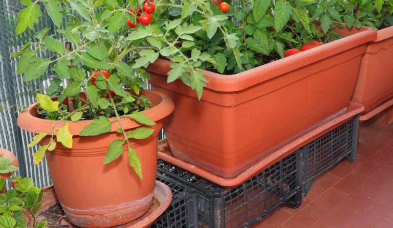 Growing tomatoes in pots - Tips for Tomato Container Gardening