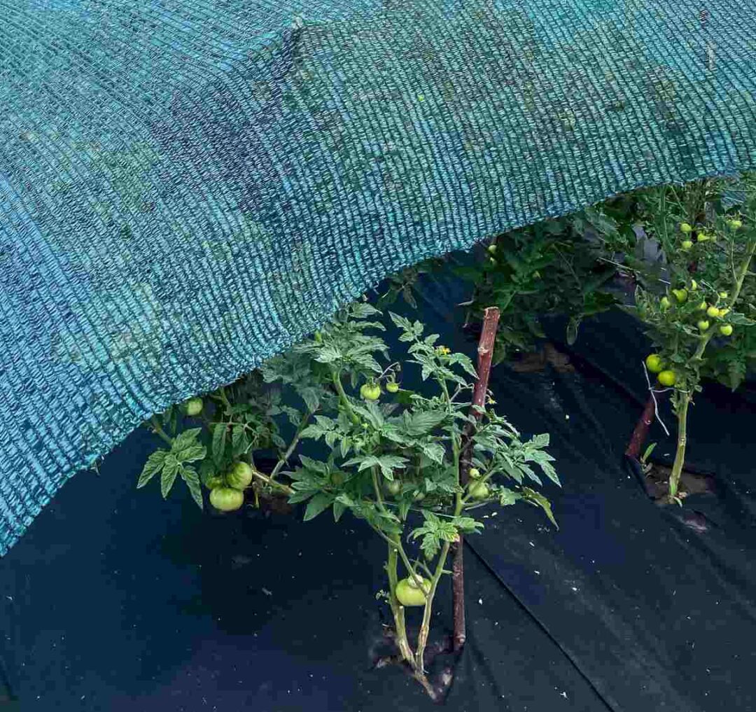 Tomato Blossom Drop - Why Does My Tomato Plant Drop Flowers?