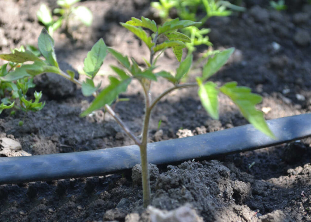 Tomato Blossom Drop - Why Does My Tomato Plant Drop Flowers?