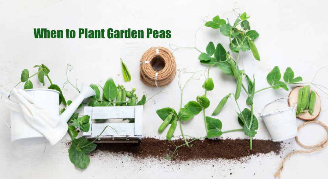 When to Plant Peas - All About Garden Peas Sowing Times
